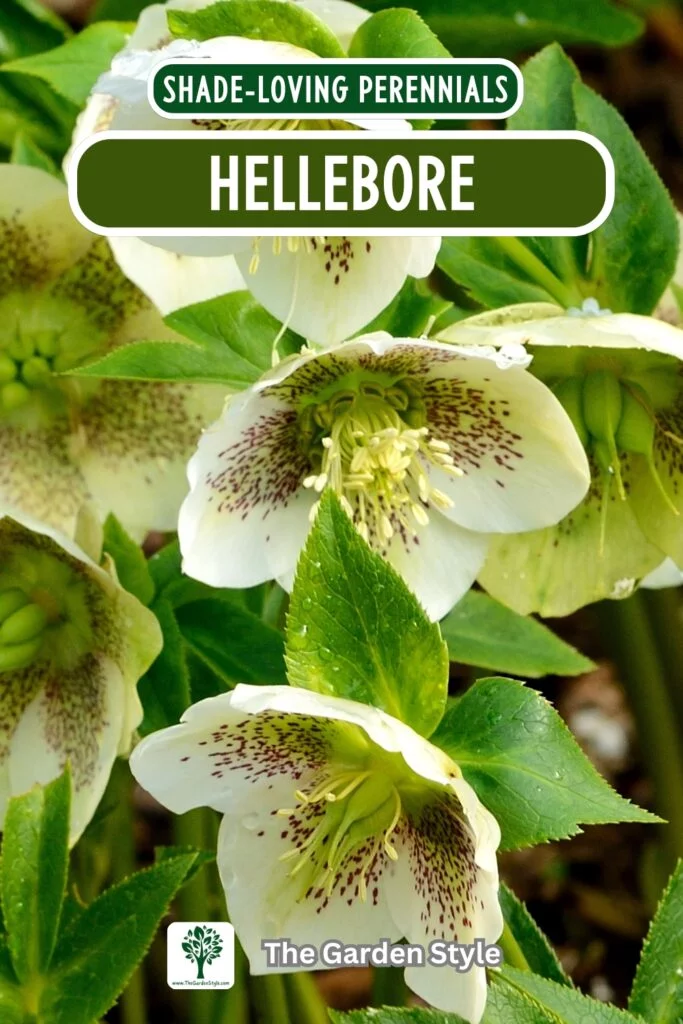 30+ Shade Perennials: Plants and Flowers for a Stunning Garden - The ...
